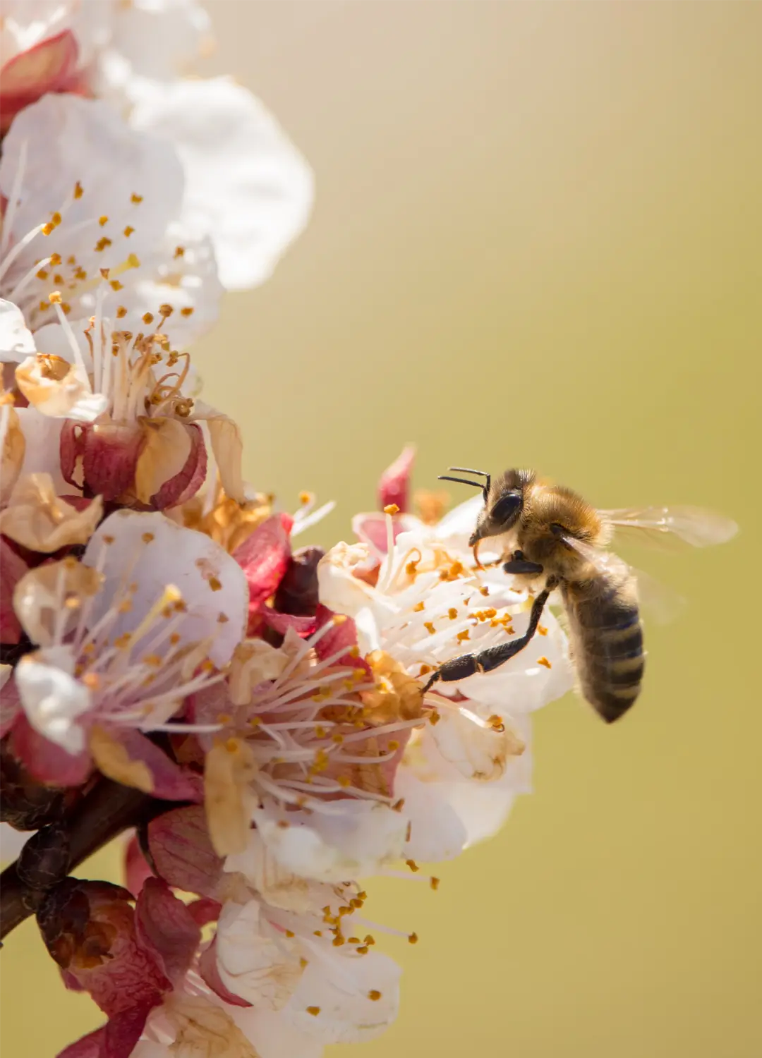 Tentang Kami | APIX F18 | Percetakan Digital & Offset