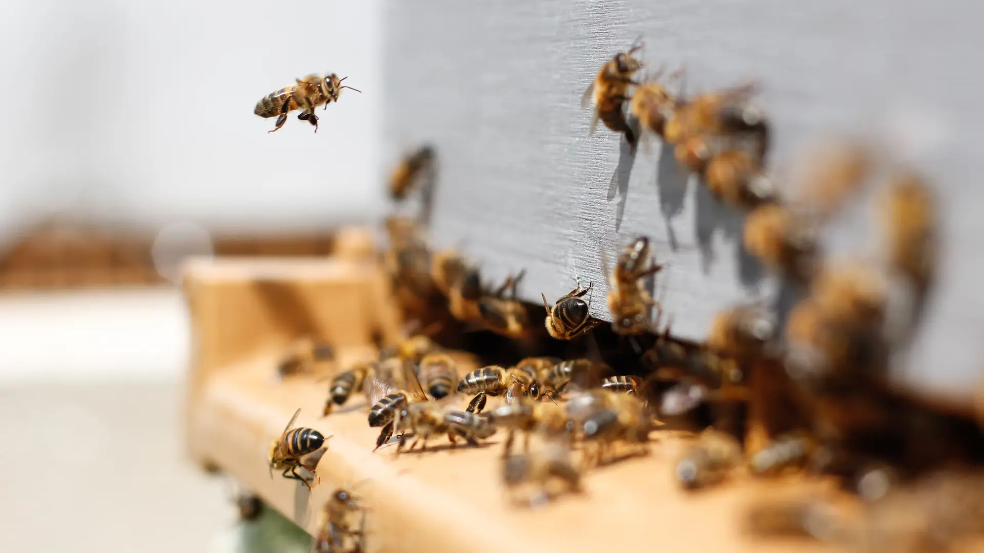 Tentang Kami | APIX F18 | Percetakan Digital & Offset